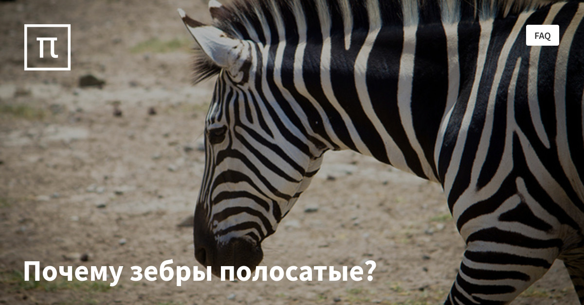 Почему зебры полосатые? — все самое интересное на ПостНауке