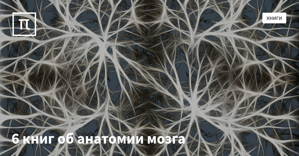 6 книг об анатомии мозга — все самое интересное на ПостНауке